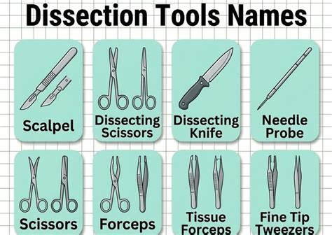 30 Dissection Tools Names In English With Uses And Pictures Engrdu
