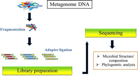the fundamental steps in sequence based metagenomics approach for