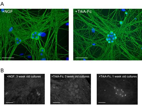 Ngf Controls Axonal Receptivity To Myelination By Schwann Cells Or Oligodendrocytes Neuron