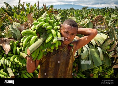 Ethiopia Gamo Gofa Arba Minch Banana Plantation Man Carrying