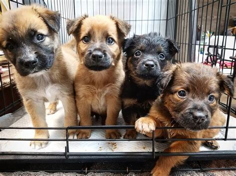 Tourists In Turks And Caicos Adopt Rescue Potcake Puppies The Washington Post