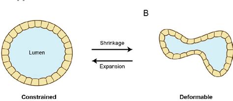 Figure 5 From Intestinal And Optic Cup Organoids As Tools For Unveiling