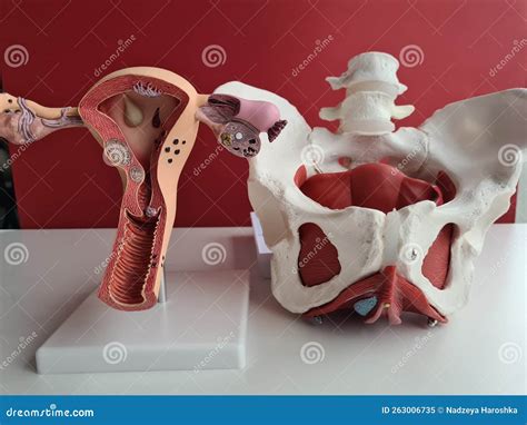 Pelvic Bones Of Female Reproductive System Uterus Anatomy Stock Image