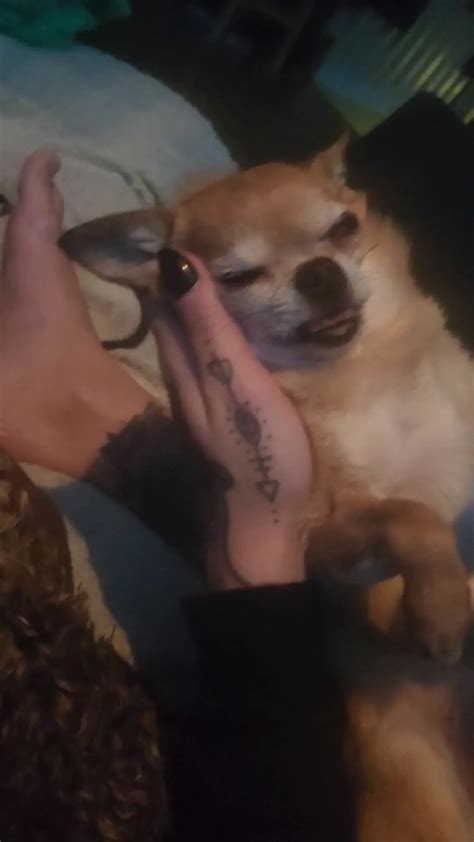 Discover More Like Aww How Chill Can A Chi Be And Related Content Scrolller