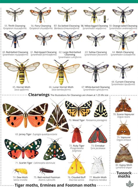 British Day Flying Moths Identification Guide Fsc Moths Guide
