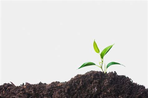 Soil Fertility EDA And Model Analysis Kaggle
