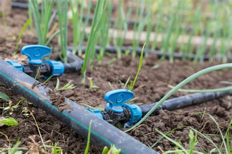 Components And Types Of Drip Irrigation Systems Wikifarmer