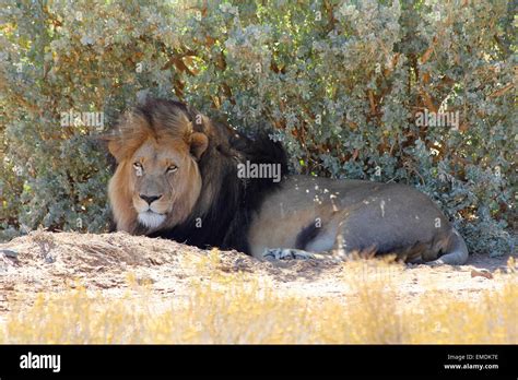 Male Lion In Africa Stock Photo Alamy