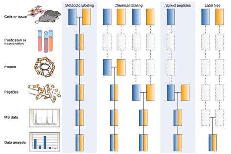 Common Quantitative Mass Spectrometry Workflows Boxes In Blue And
