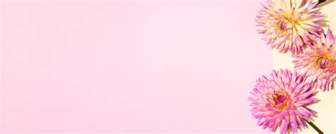 파스텔 핑크와 노란색 배경 복사 공간을 통해 축제 꽃다발 맨 위 보기 달리아 꽃과 창조적 인 인사말 카드 개념에 대한 스톡 사진 및 기타 이미지 Istock