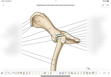 Pelvic Limb Proximal Region Diagram Quizlet