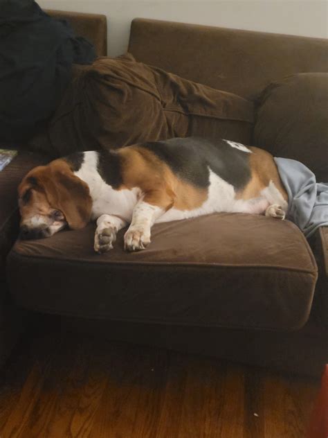 Sleeping Basset Hound Rsleepinganimals