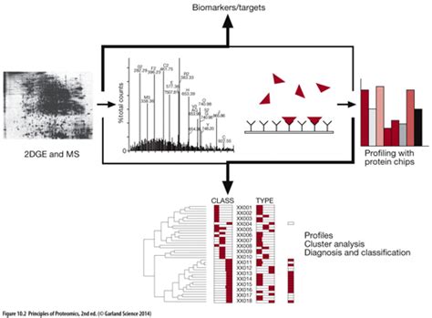 Principles Of Proteomics