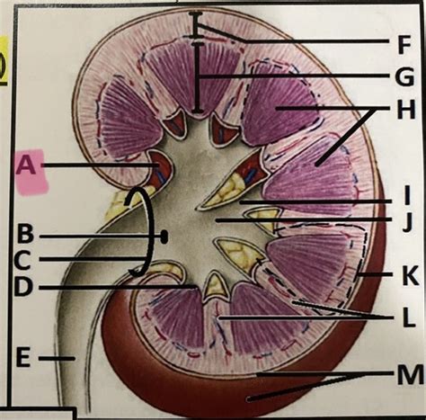Urinary System Flashcards Quizlet