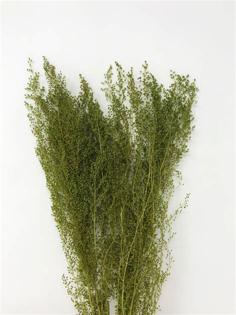 Shower Grass Green Color 25g Dried Flower Hoe Decor Floral Arrangement Green Flower Wedding