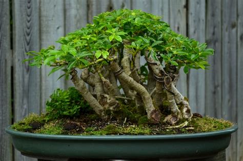 Schefflera Arboricola Grove