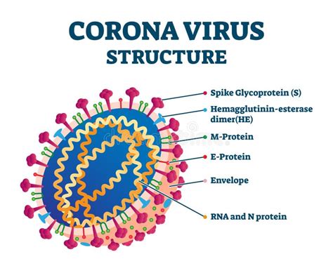 General Virus Structure