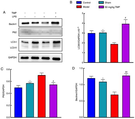 Ligustrazine Hydrochloride Improves The Protein Expression Levels Of