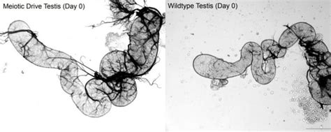 Flies That Grow Giant Testes Only Produce Only Female Offspring