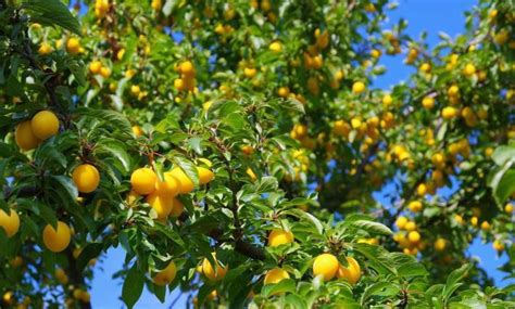 Prunier Mirabelle Mirabellier Plantation Taille Variétés