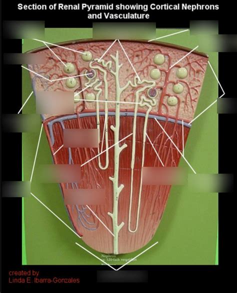 Renal Pyramid Diagram Quizlet