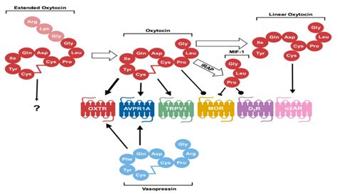 An Overview Of Oxytocin Chemical Structure Receptors Physiological Functions Measurement