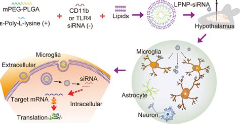 Microglial Cells Function