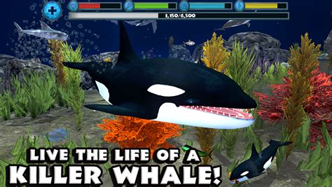 Unterwasser Flop 5 Gründe Warum Du Die Finger Vom Orca Simulator Lassen Solltest Spielesnacksde