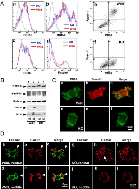 Figure 1 From This Information Is Current As Dendritic Cells Fascin 1