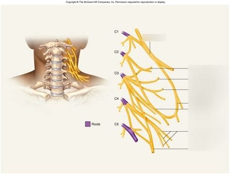 Cervical Plexus Diagram Quizlet
