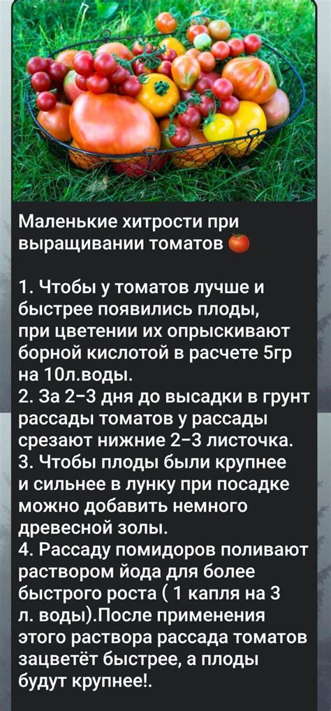 Пин от пользователя Alisa на доске Сад огород Огород с помидорами Возвышенные огороды