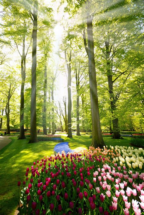 무료 이미지 단일 태양 햇빛 광선 봄 튤립 녹색 머리 담홍색 식물학 정원 꽃잎 원예 시즌 줄기