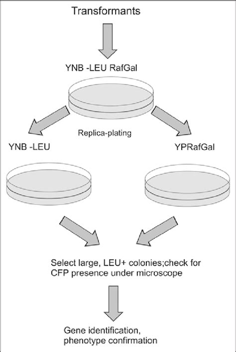 Schematic Representation Of The Genetic Screening See Text For Details