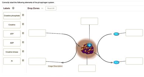 Correctly Label The Following Elements Of The Phosphagen System Labels