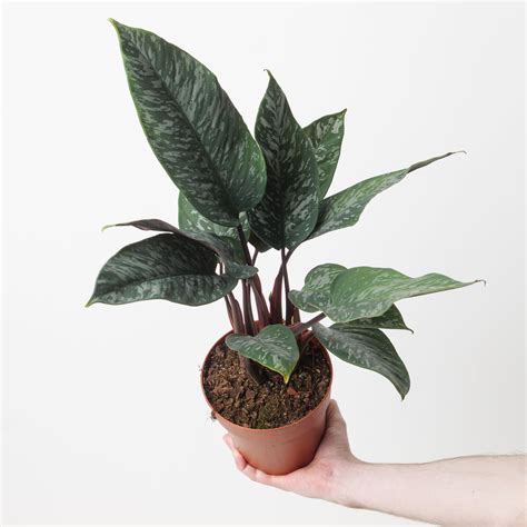 Apoballis Acuminatissima Lavallaei Plants