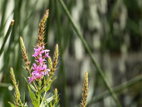 Beautiful Pink Tiny Flower With Copy Space Stock Image Image Of Bright Summer 153697001
