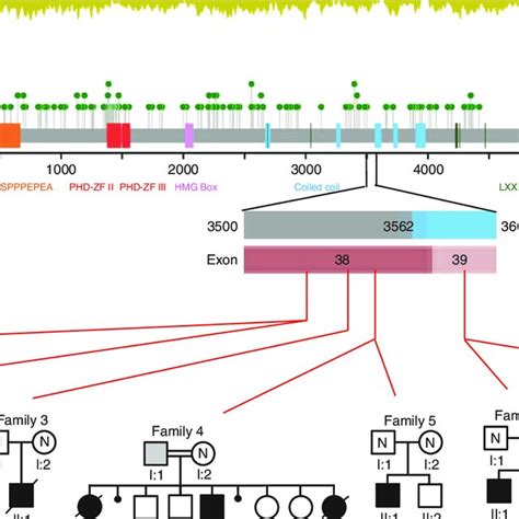 Affected Individuals Have Missense Variants In Parts Of Exons 38 Or 39 Download Scientific
