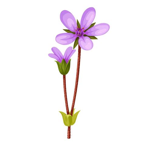 Illustration Of Erodium Cicutarium Also Known As Storks Bill Redstem
