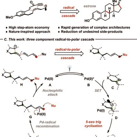 A Cationic Cascades Lanosterol Biosynthesis B Radical Cascades