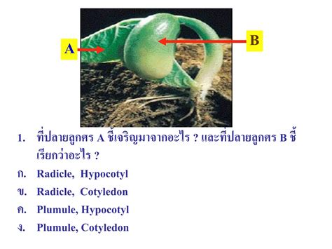 Quiz Developmentpdf Quiz Developmentpdf