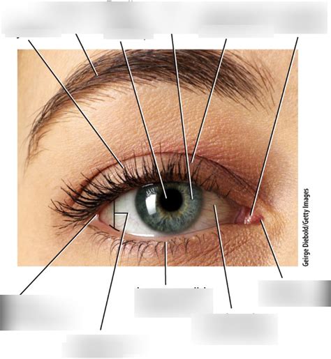 Vision Accessory Structures Diagram Quizlet