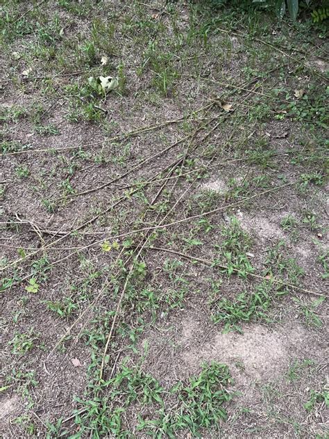Berg Adder Bitis Atropos From Montagu South Africa Dangerously