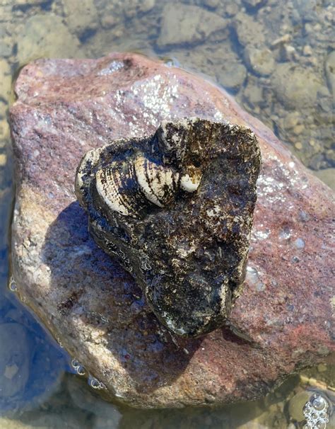 Fossil Found In Ohio Creek R Fossils