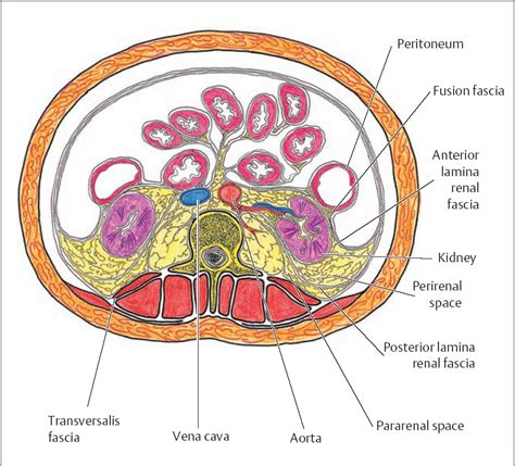 Retroperitoneal Anatomy