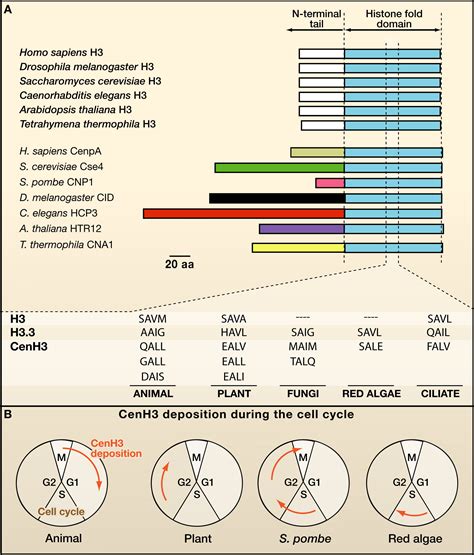 Major Evolutionary Transitions In Centromere Complexity Cell