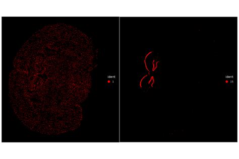 Analysis Of Image Based Spatial Data In Seurat • Seurat