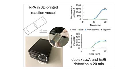 Rapid Isothermal Detection Of Pathogenic Clostridioides Difficile Using Recombinase Polymerase
