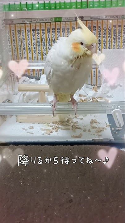 🐤運動音痴なピカちゃん💖オカメインコ 可愛い 癒し おもしろ動画💕 Youtube