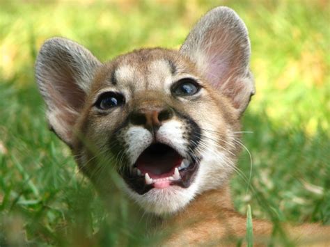 North American Puma Cub By Roxandb On Deviantart