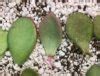 Different Types Of Cuttings For The Propagation Of More Plants